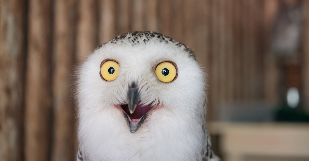 Bruder muss los: Bedeutung, Memes & Ursprung