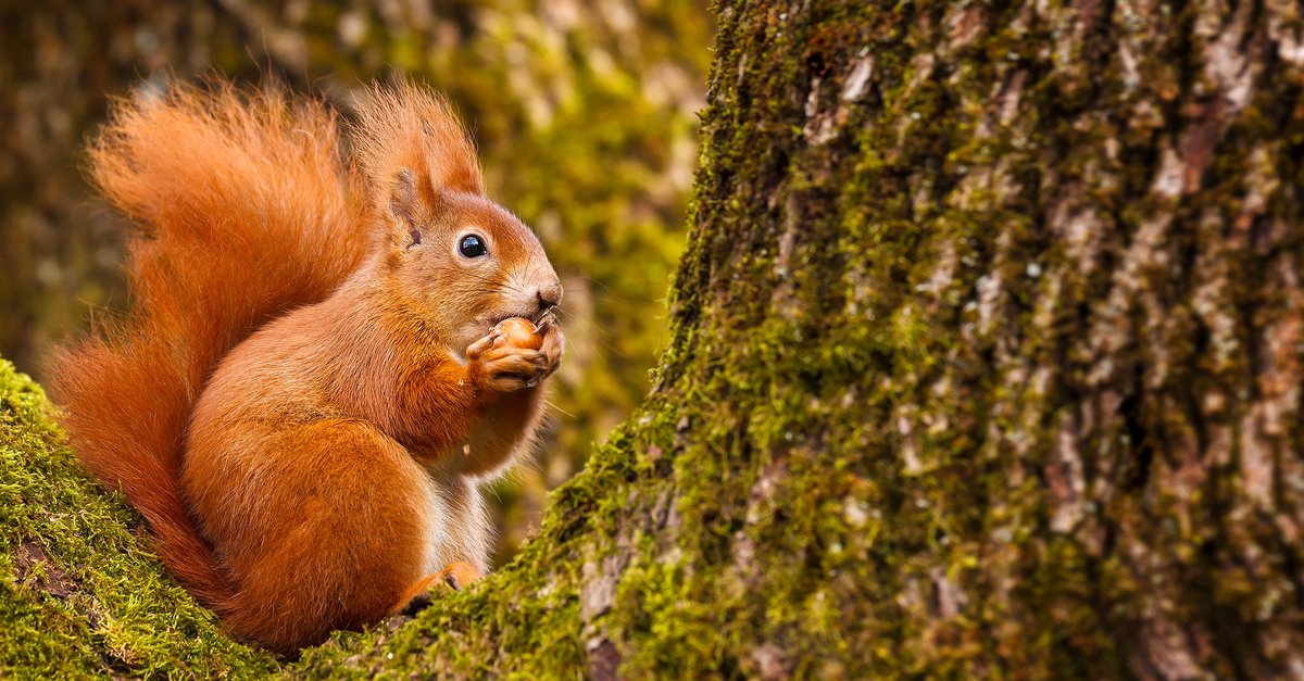 „No Nut November“: Was ist die NNN-Challenge?