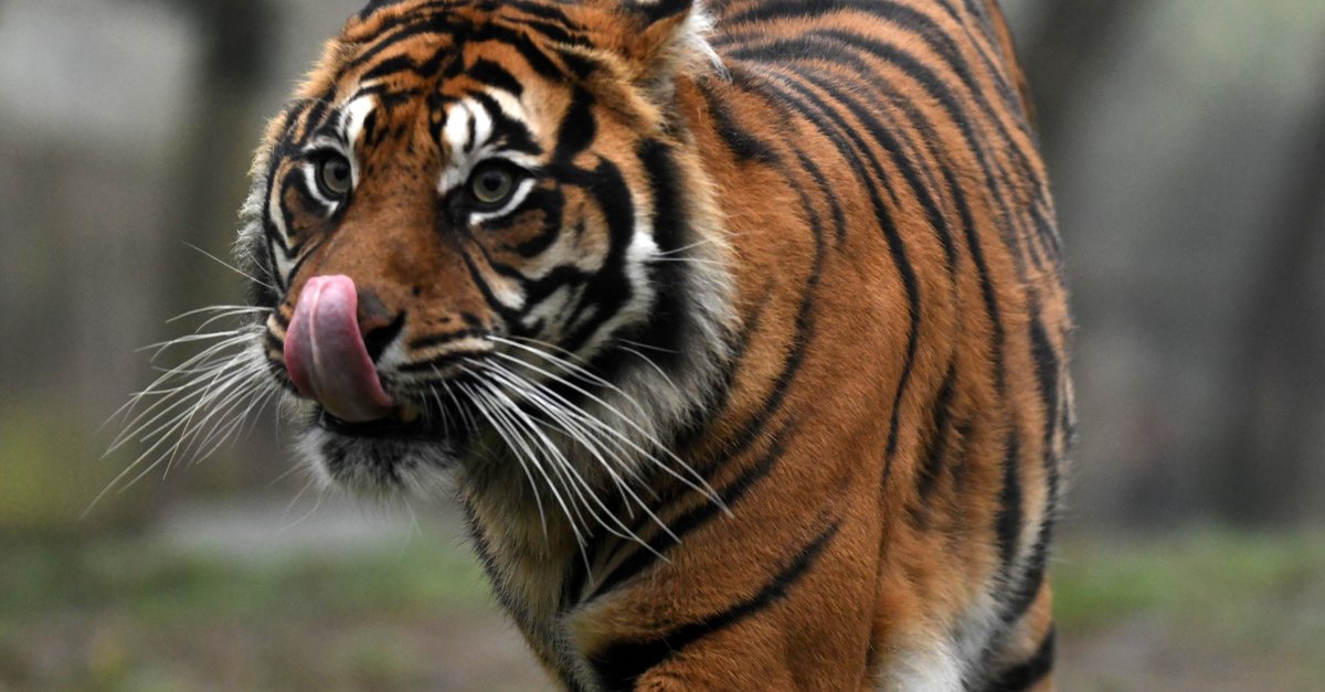 Was heißt „mlem“ & „blep“? Bedeutung der Meme-Begriffe