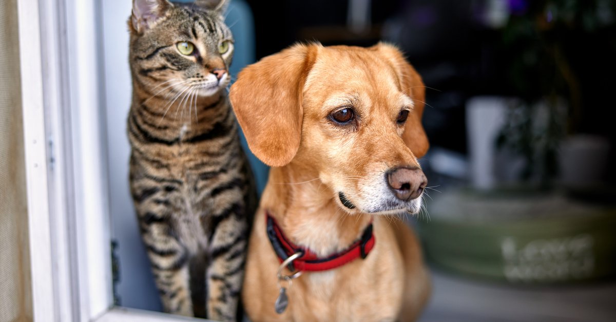 eBay Kleinanzeigen: Tiere handeln – Regeln, die man kennen sollte