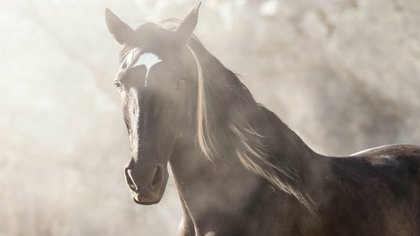 Ostwind 5 - Der große Orkan · Film 2021 · Trailer · Kritik