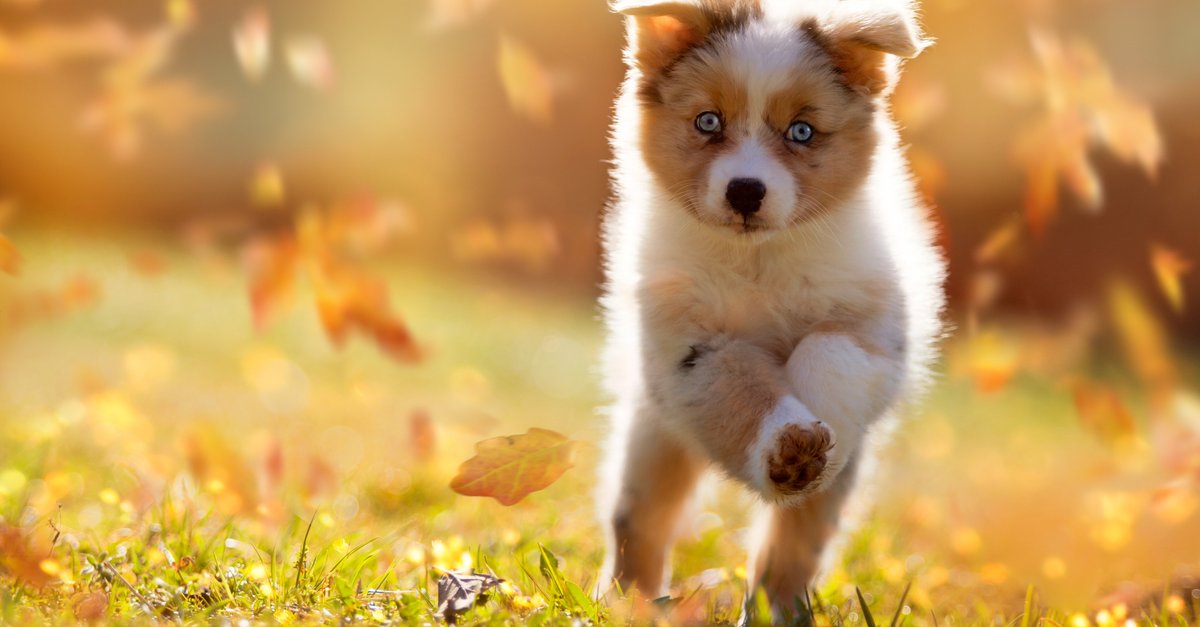 Was heißt „henlo fren“? Bedeutung des Meme-Begriffs